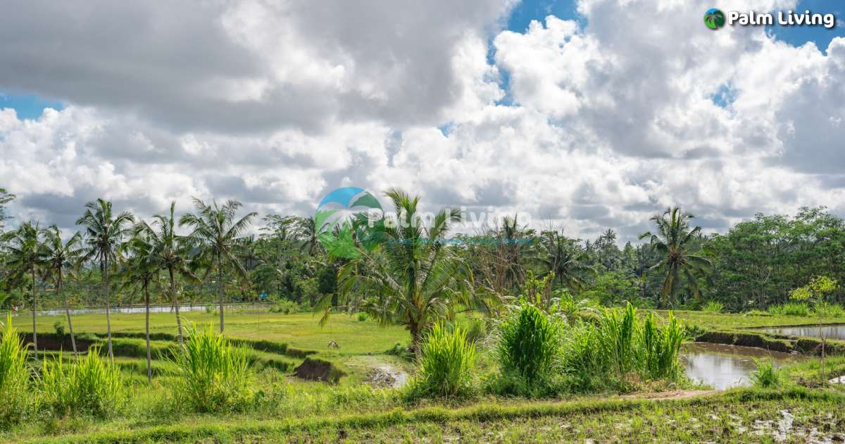 Prime Land for Sale Near Ubud Beautiful Views, Development potential ...